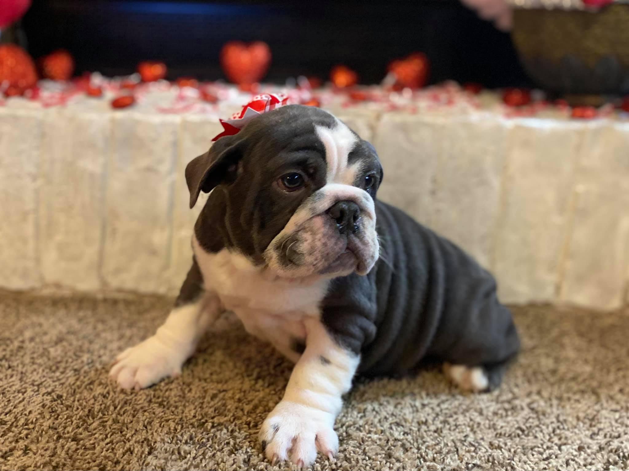 Freedom English Bulldogs in Texas | Bulldog puppies | Good Dog