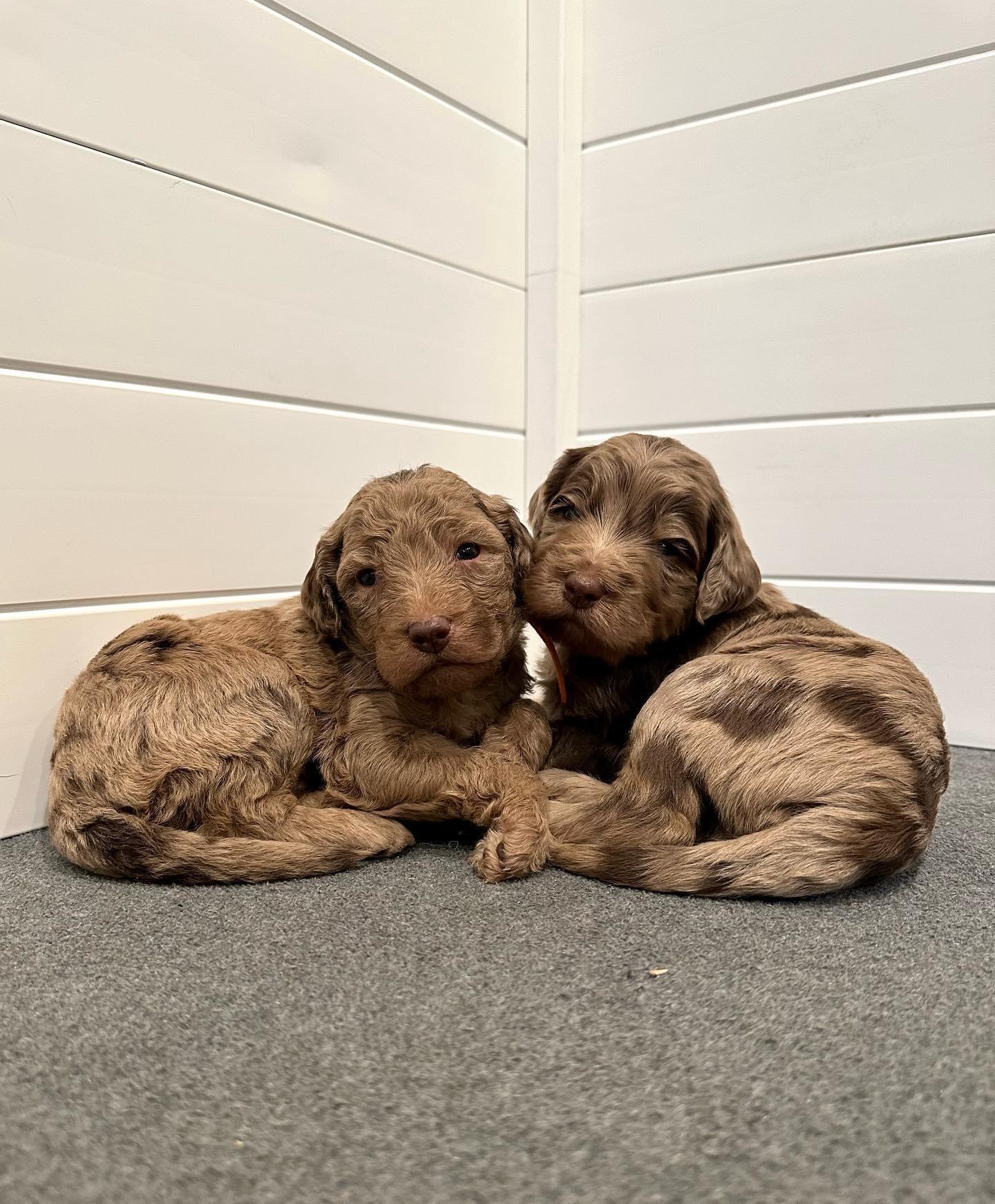 Raising Doodles in Ohio | Labradoodle puppies | Good Dog