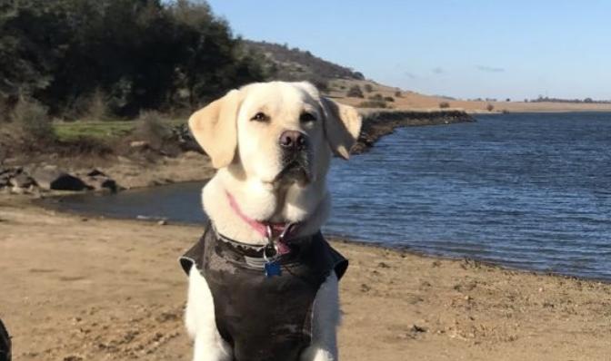 Ivory’s Yellow Labs in California | Labrador Retriever puppies | Good Dog