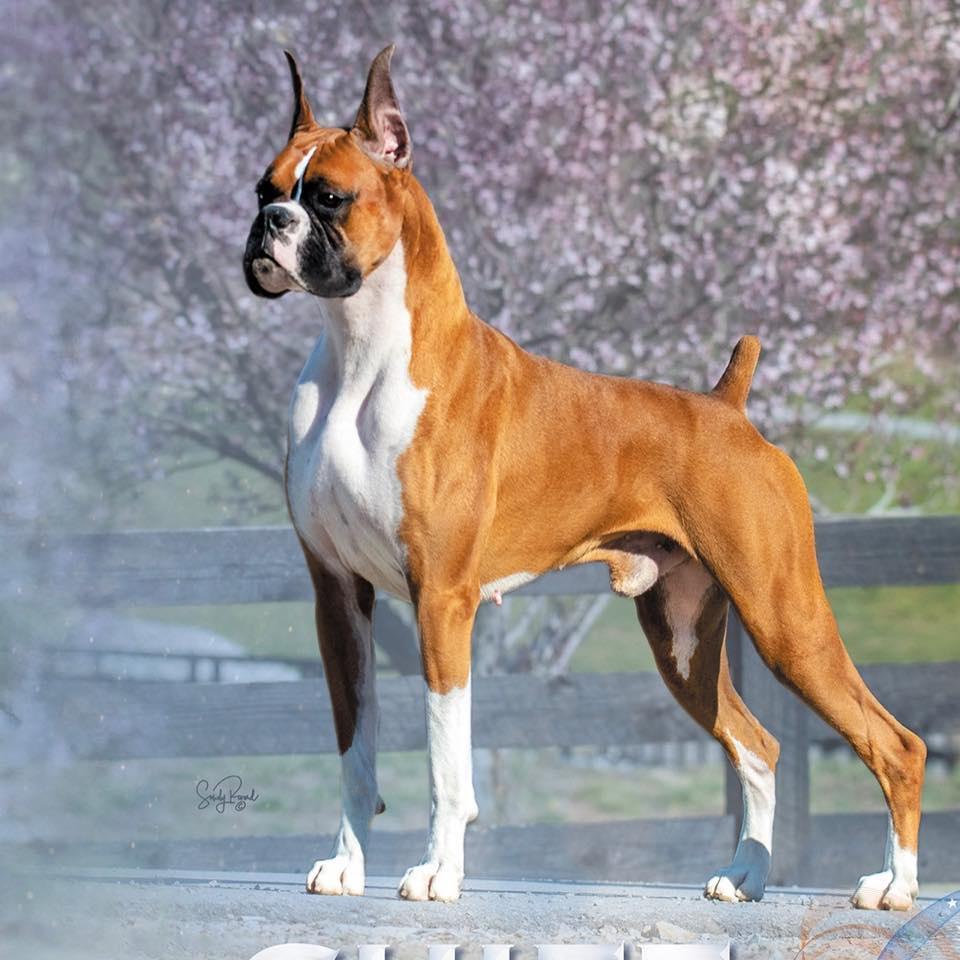 Rummer Run Boxers in Alabama | Boxer puppies | Good Dog