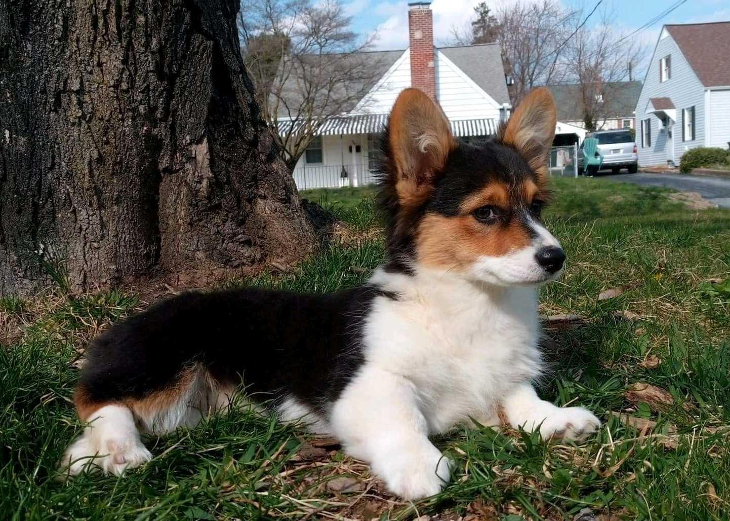 Pure Pembroke in Delaware | Pembroke Welsh Corgi and Assorted Doodle ...