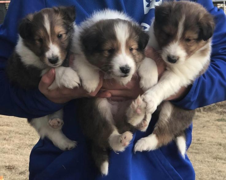 Southern Shelties in Tennessee | Shetland Sheepdog puppies | Good Dog