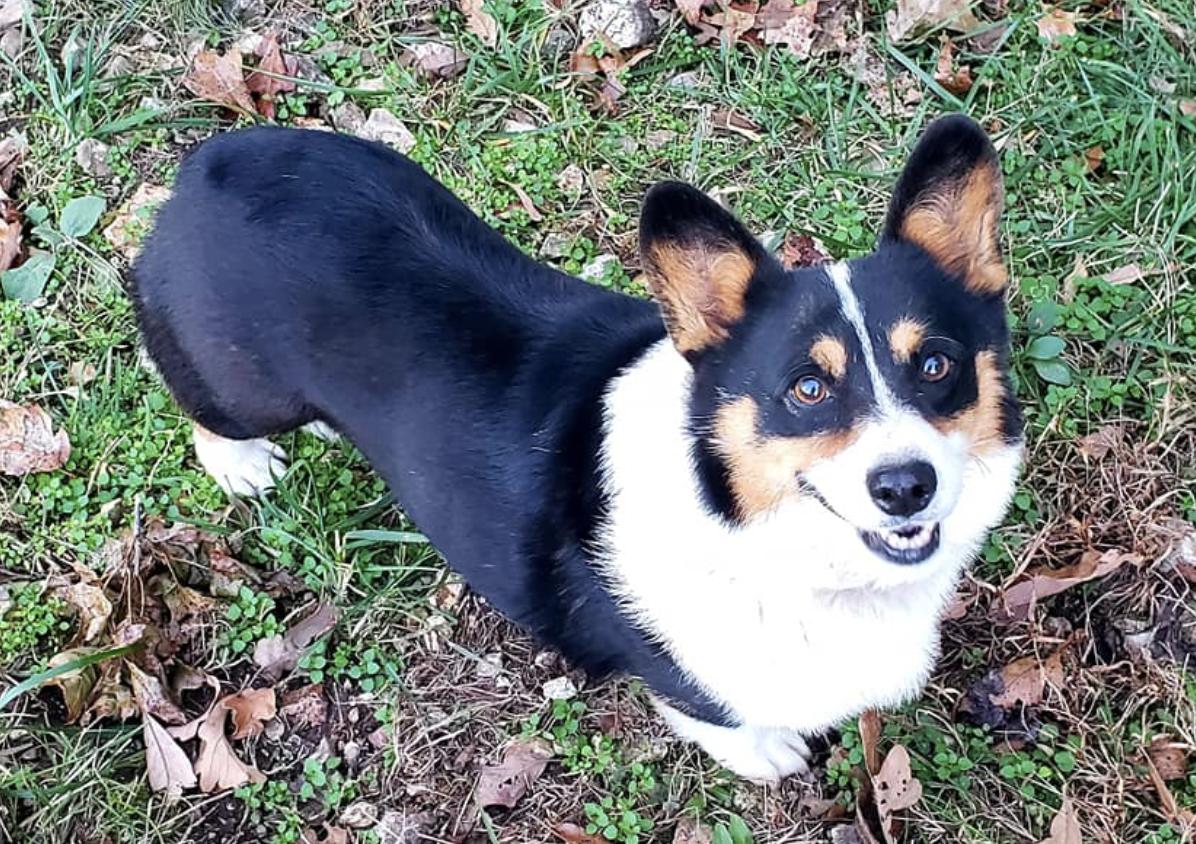 Flat Creek Corgis in Missouri | Pembroke Welsh Corgi and American Corgi ...