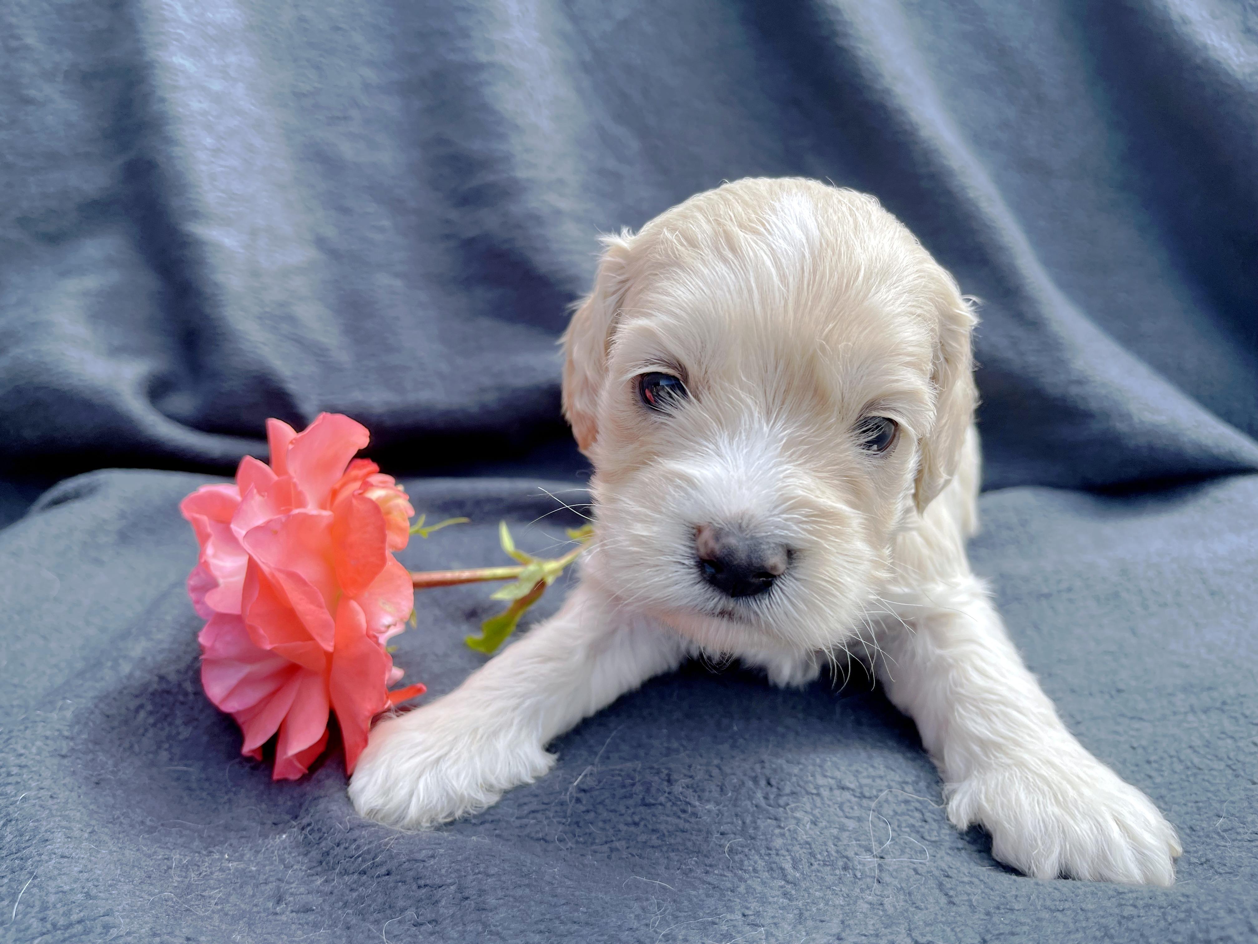 Luna Kennel in California | Cockapoo and Pomeranian puppies | Good Dog