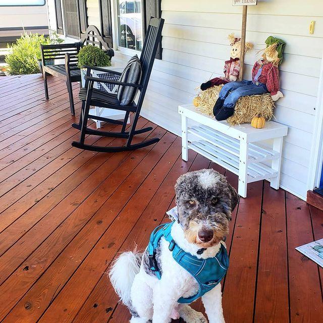 Parti Doodle Bandit in Virginia | Goldendoodle puppies | Good Dog