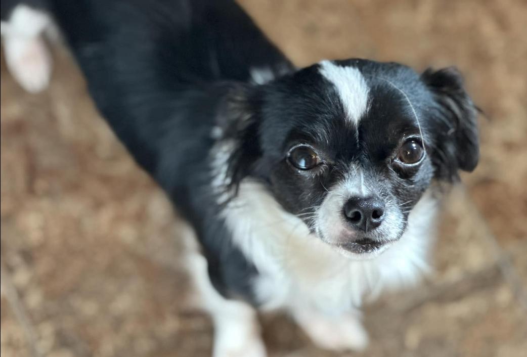 Paschal Perfect Pups in Georgia | Chihuahua puppies | Good Dog