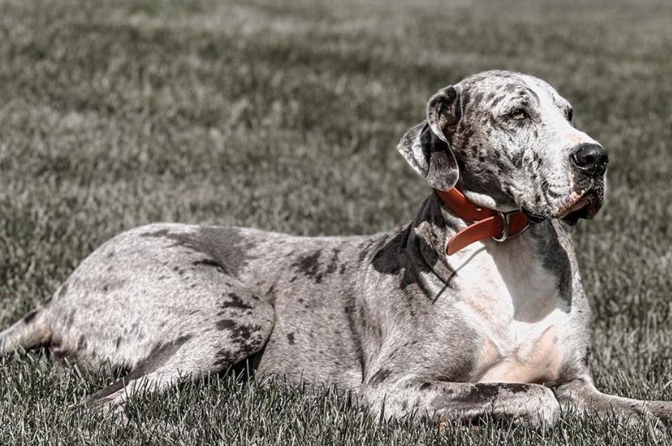 Kait's Danes in Pennsylvania | Great Dane puppies | Good Dog