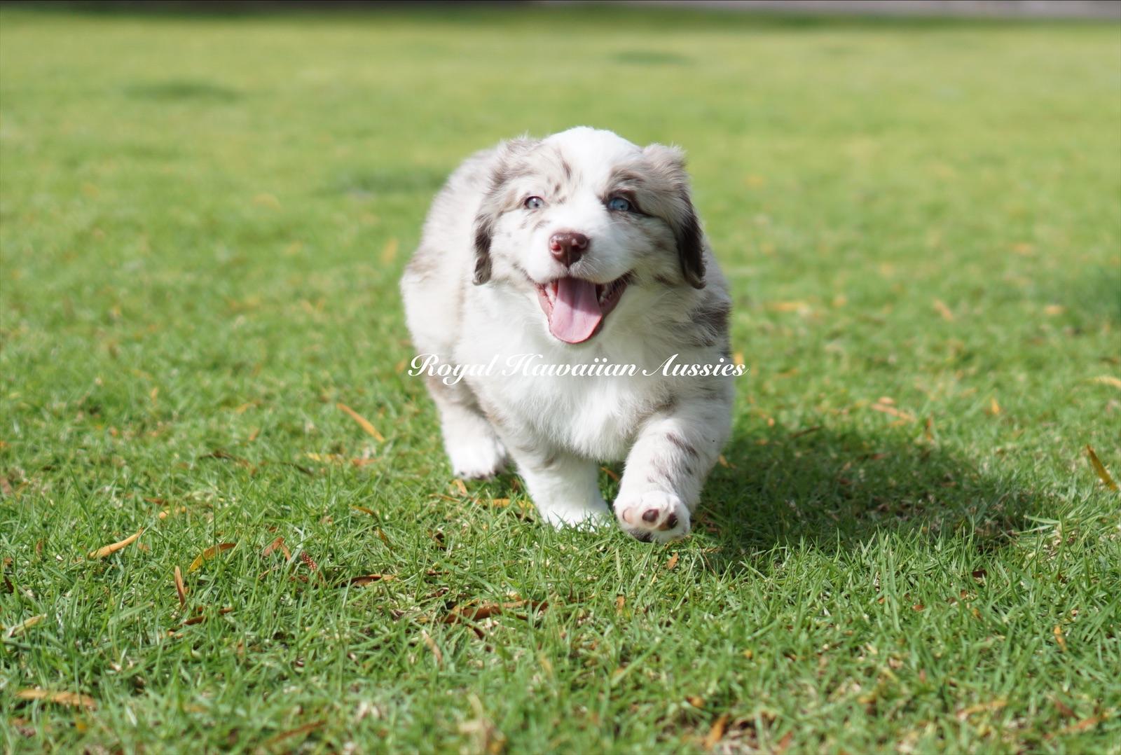 Royal Hawaiian Aussies LLC in Hawaii | Miniature American Shepherd ...