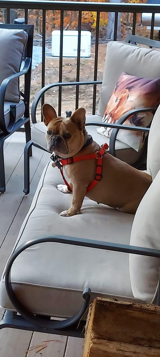 Creekside French Bulldogs in New York | French Bulldog puppies | Good Dog