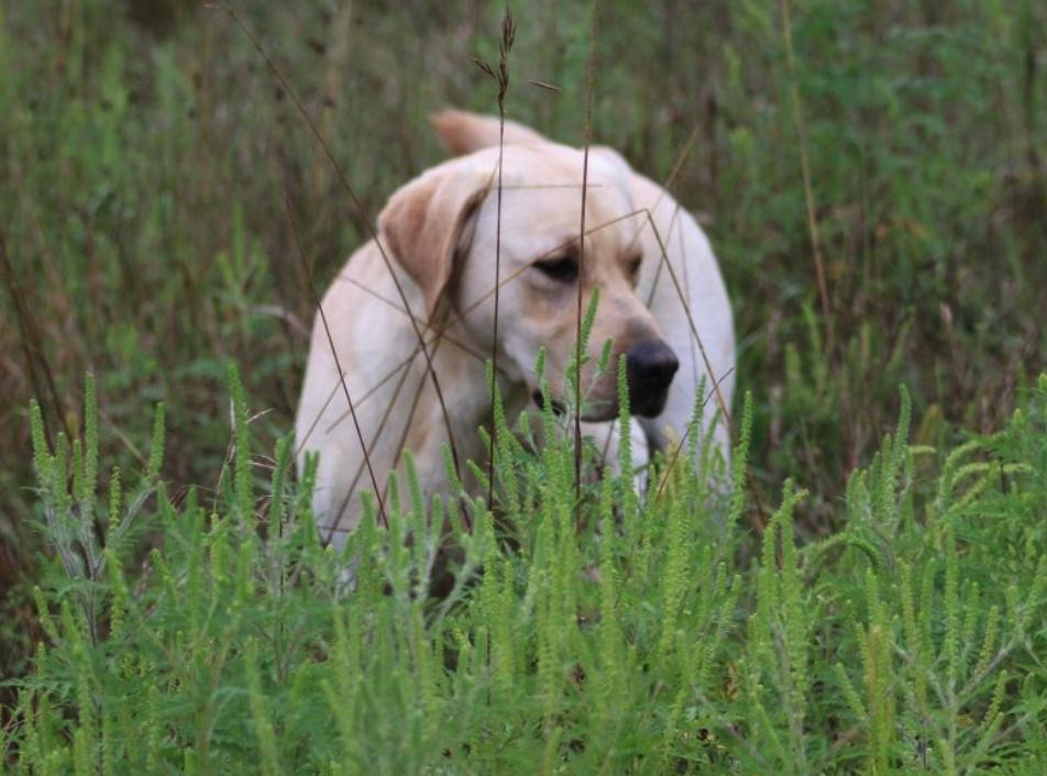 Rustic View Farm in Wisconsin | Labrador Retriever puppies | Good Dog