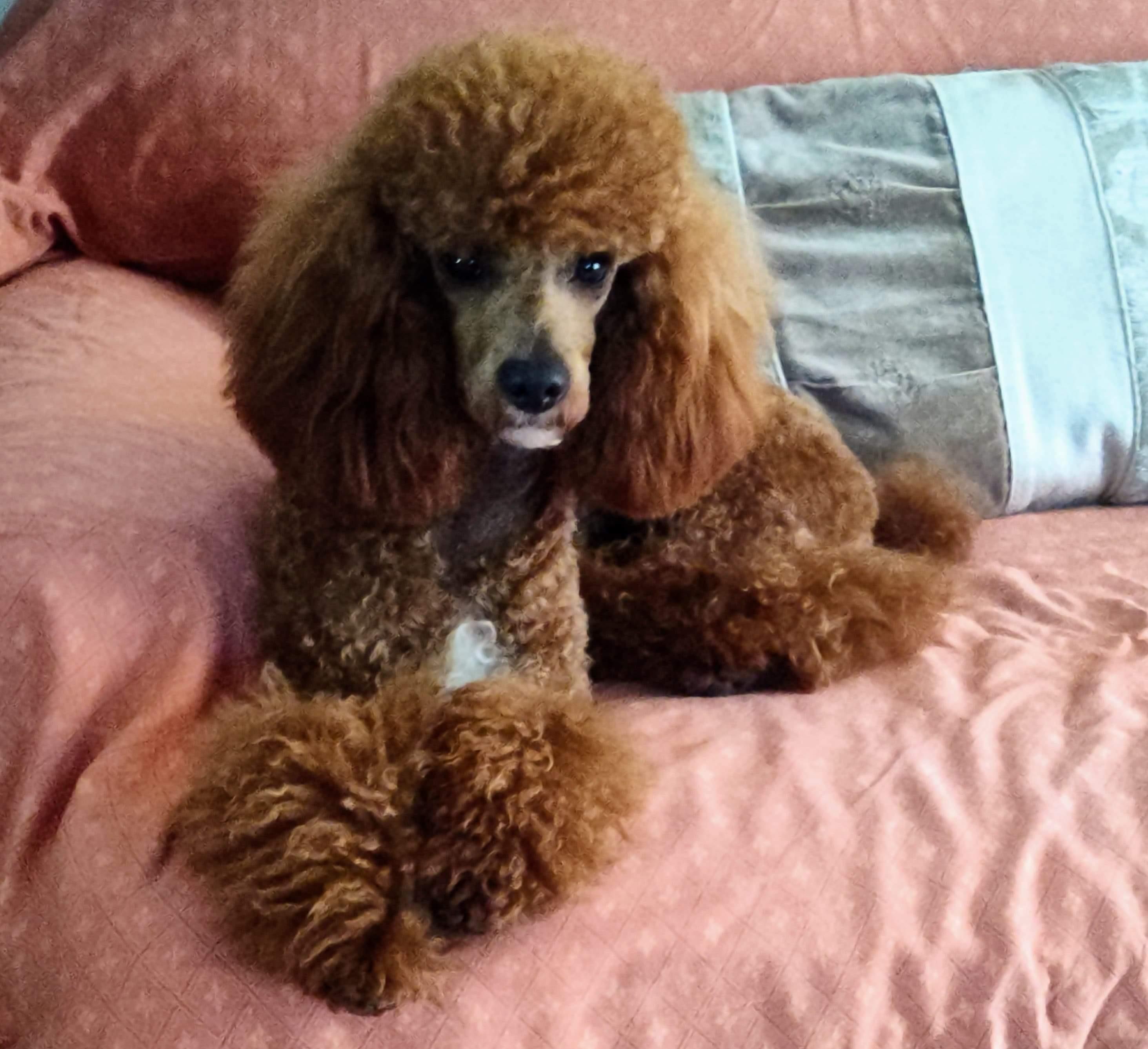 Bindi's Pups in Florida | Poodle puppies | Good Dog