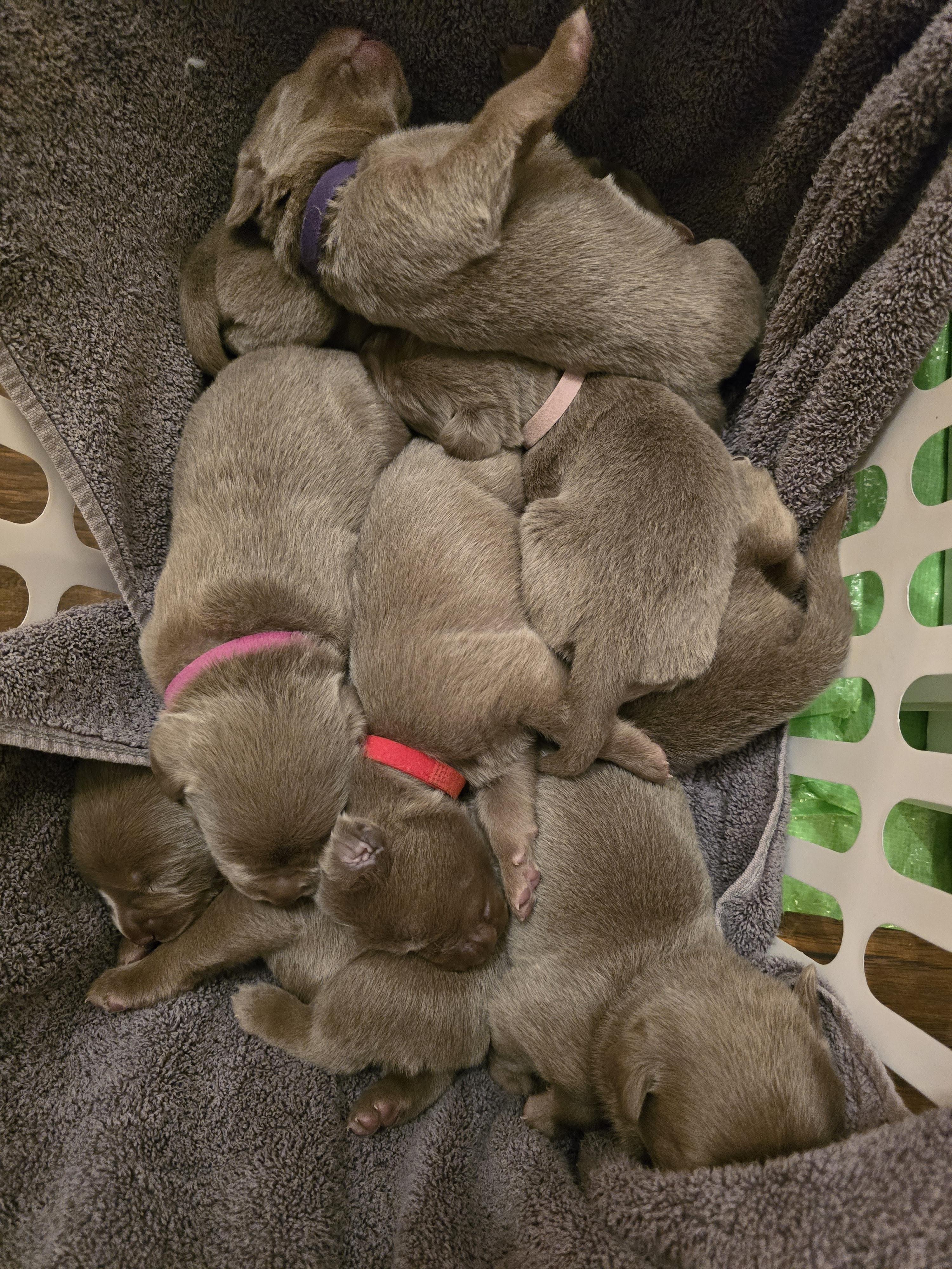 Ellis Labs in Florida | Labrador Retriever and Dilute Retriever puppies ...