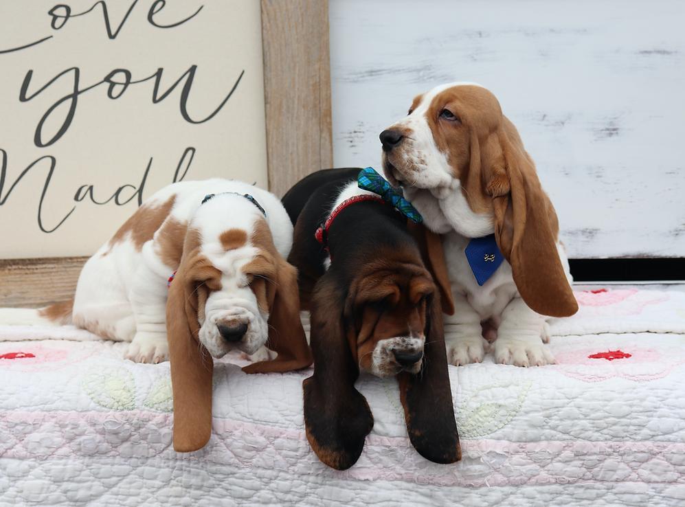 Houndful Hearts in Oregon | Basset Hound puppies | Good Dog