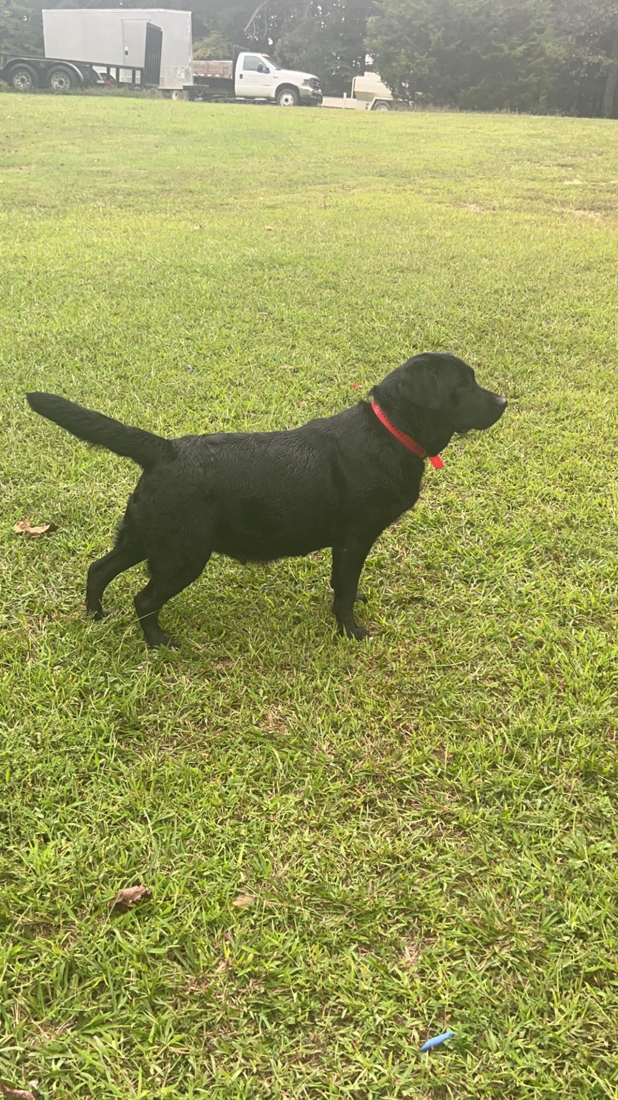 Lookout Mountain Labrador Retrievers in Alabama | Labrador Retriever ...