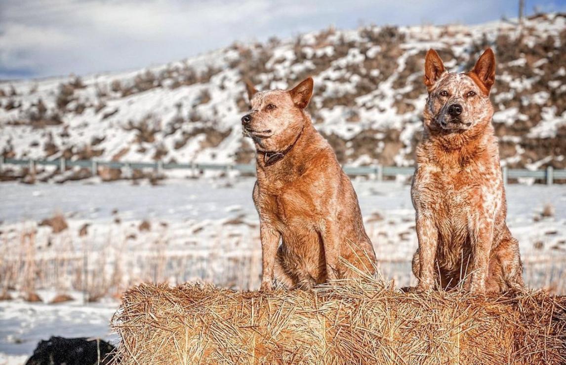 HM Kennels in Utah | Australian Cattle Dog and French Bulldog puppies ...