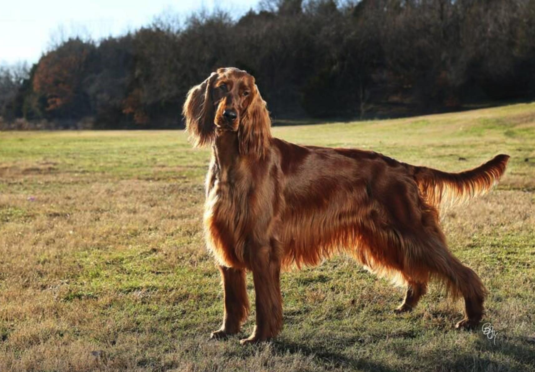 Wicklow Irish Setters in Missouri | Irish Setter puppies | Good Dog
