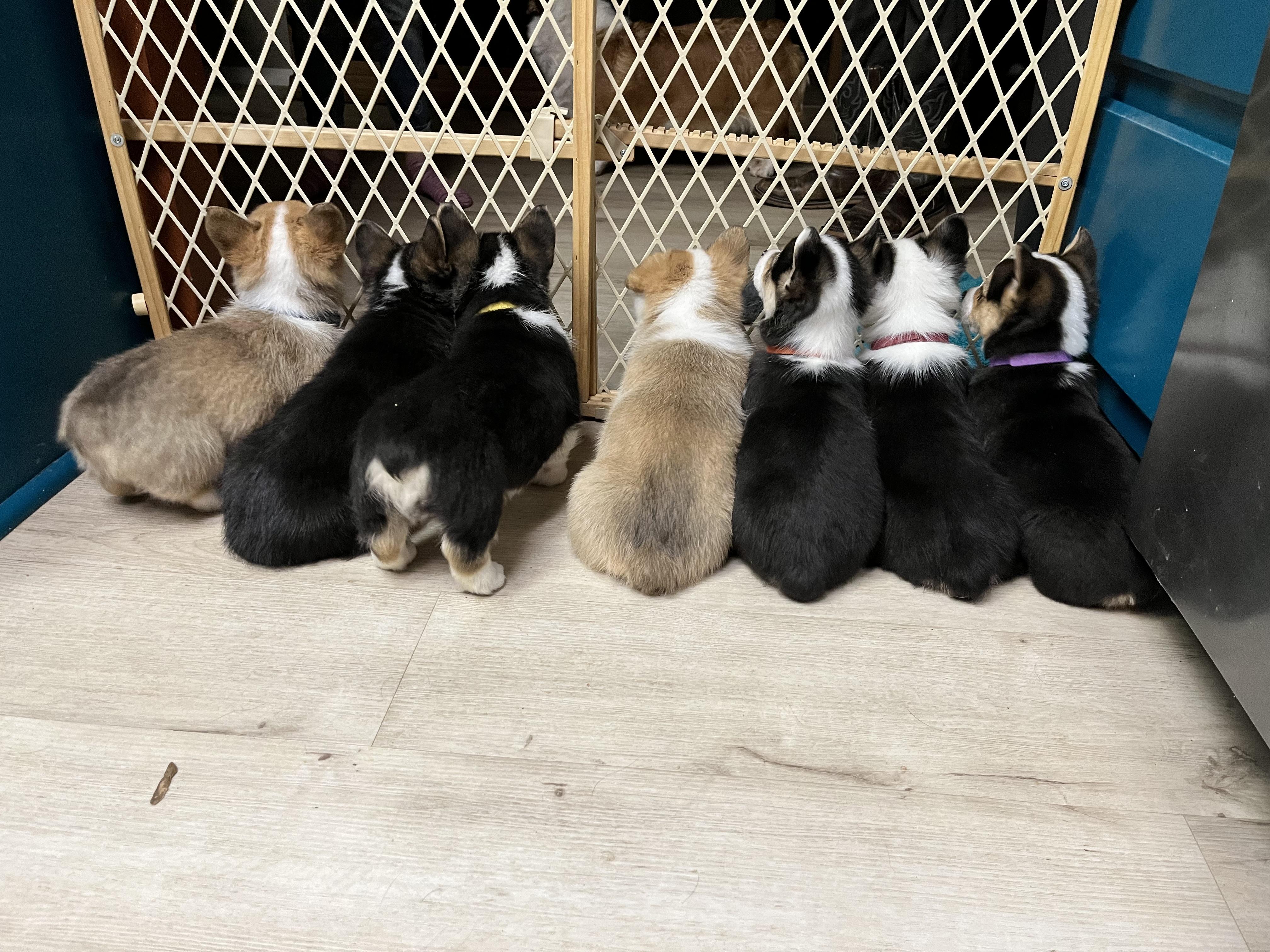 Fuzzy Butt Corgis in Nevada | Pembroke Welsh Corgi puppies | Good Dog