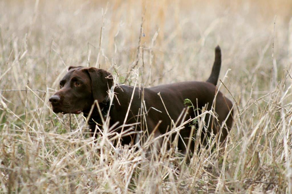 Kandarin Kennels in Florida | German Shorthaired Pointer and Rhodesian ...