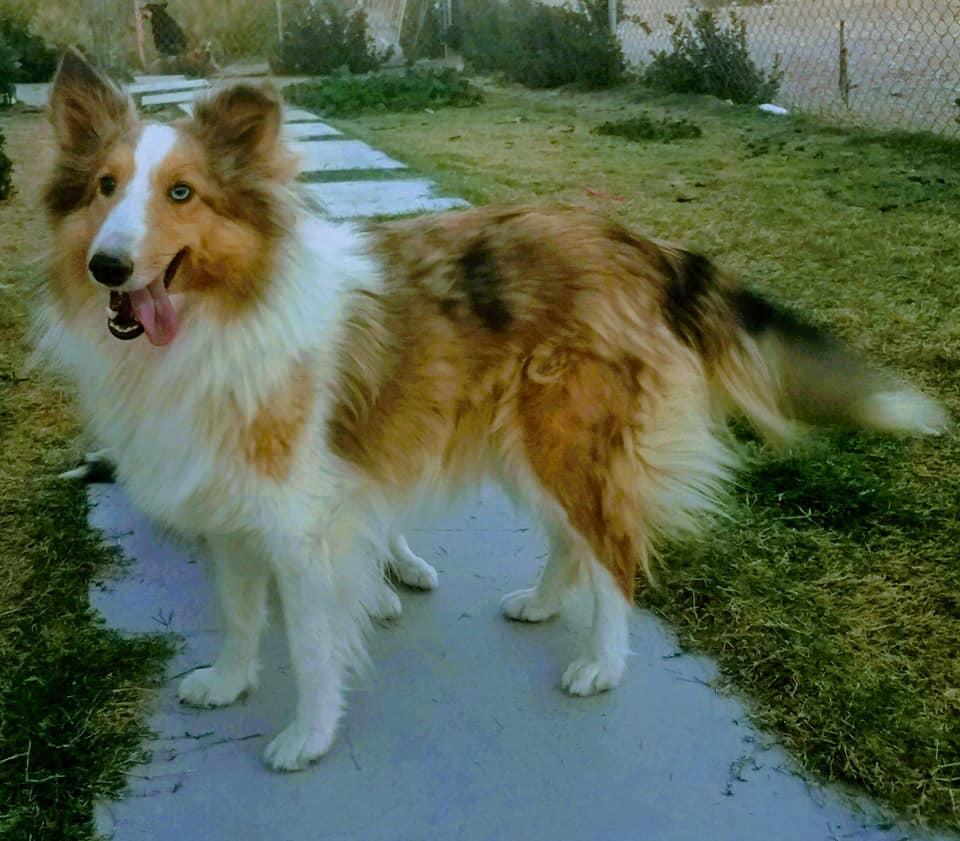Double M Ranch in Arizona | Shetland Sheepdog puppies | Good Dog