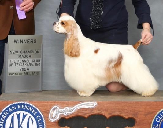 Nautilus Cockers in Florida | Cocker Spaniel puppies | Good Dog