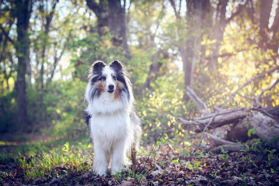 Sunaire Shelties in Idaho | Shetland Sheepdog puppies | Good Dog