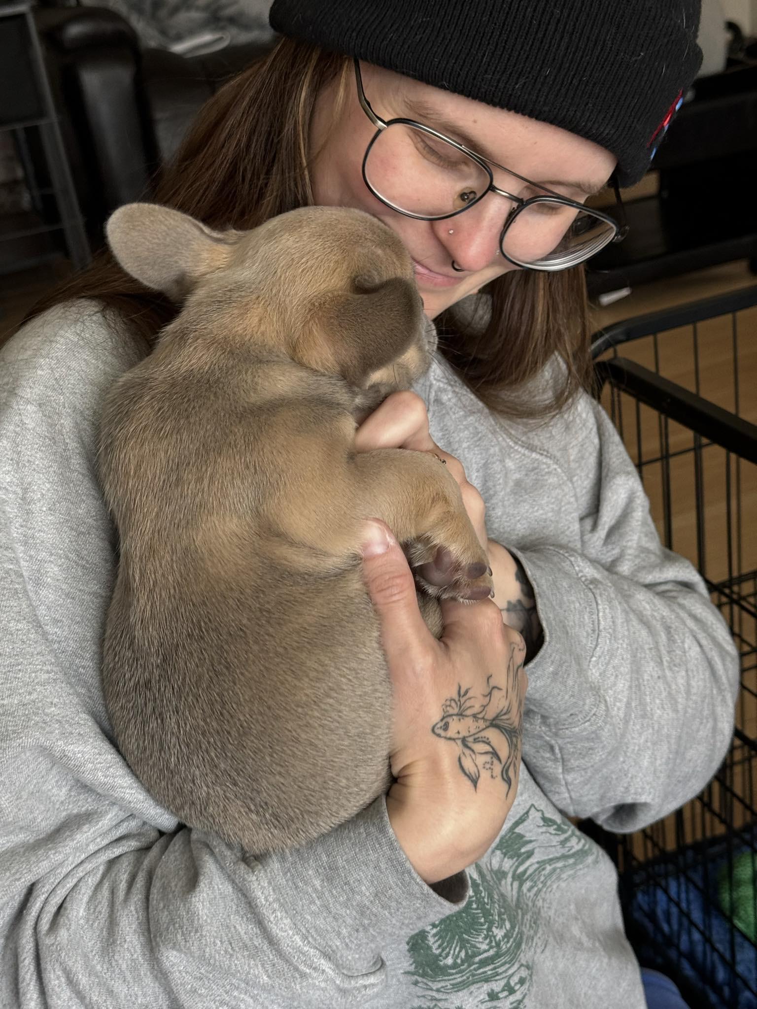 Midge’s Meadowland Frenchie’s in Montana | French Bulldog puppies ...