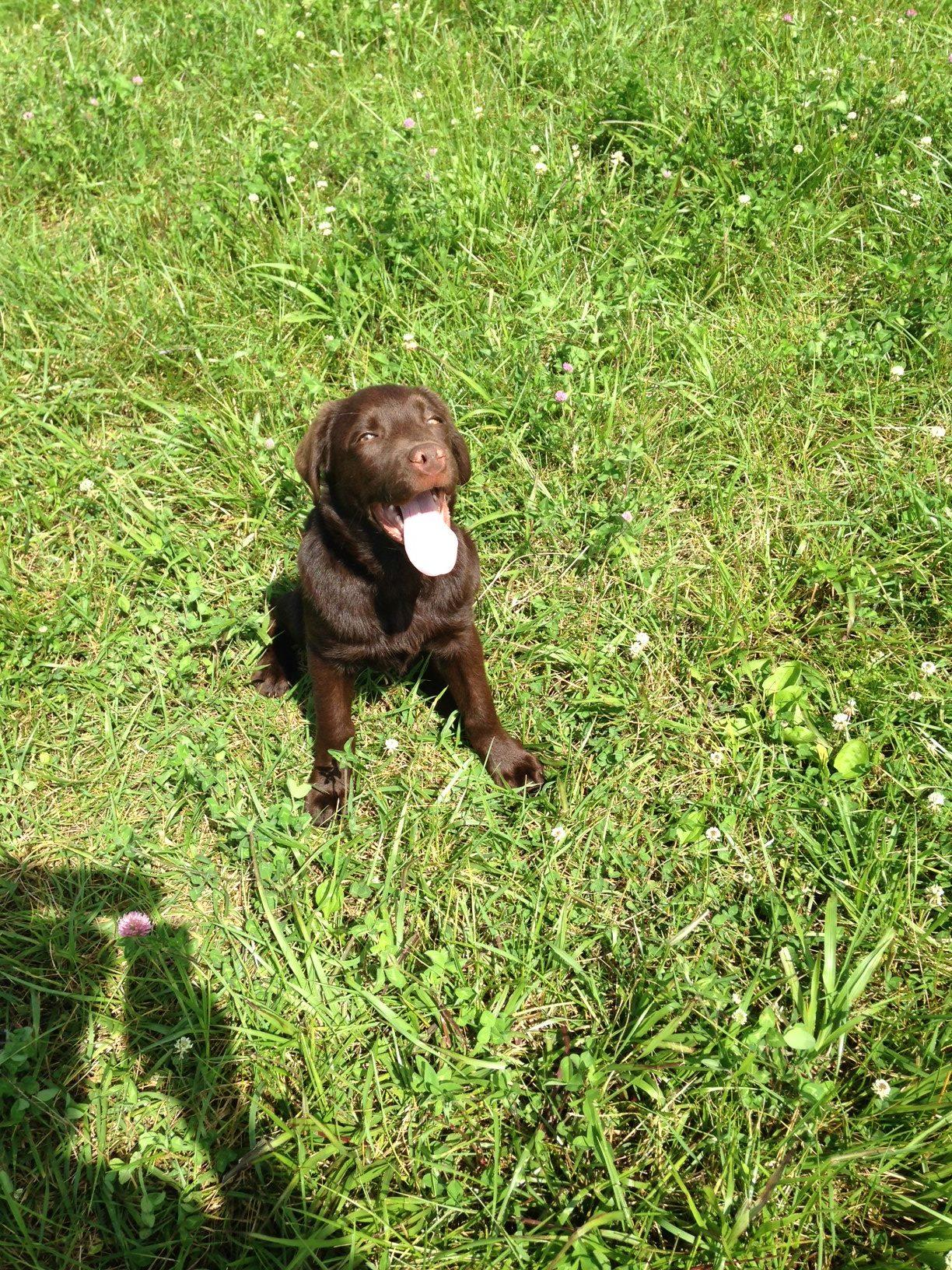 American Patriot Labradors in Missouri | Labrador Retriever puppies ...