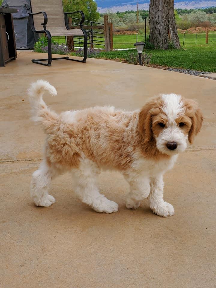Doodles of Colorado in Colorado | Goldendoodle puppies | Good Dog