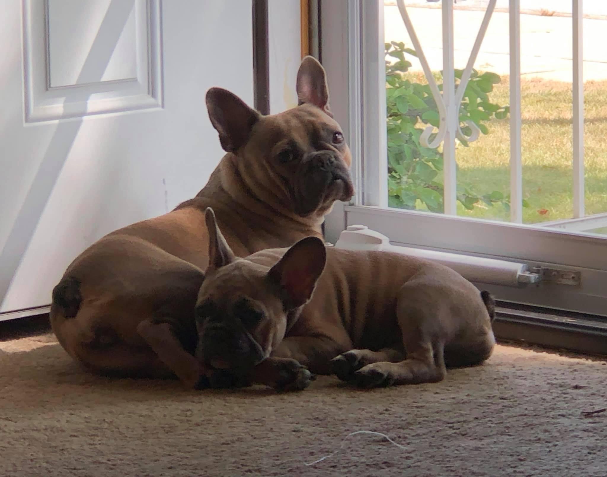 JP’s French Bulldogs of Ohio in Ohio | French Bulldog puppies | Good Dog