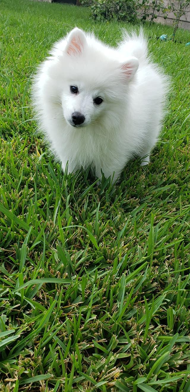 Flying Cloud American Eskimos in New York | American Eskimo Dog puppies ...