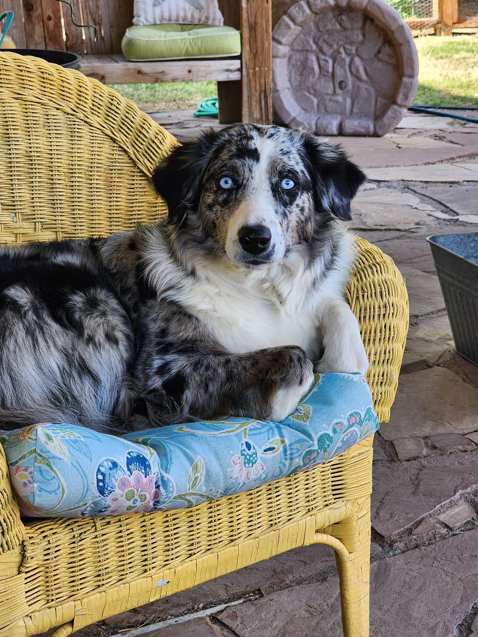 Steel Magnolia Aussies in Texas | Australian Shepherd puppies | Good Dog