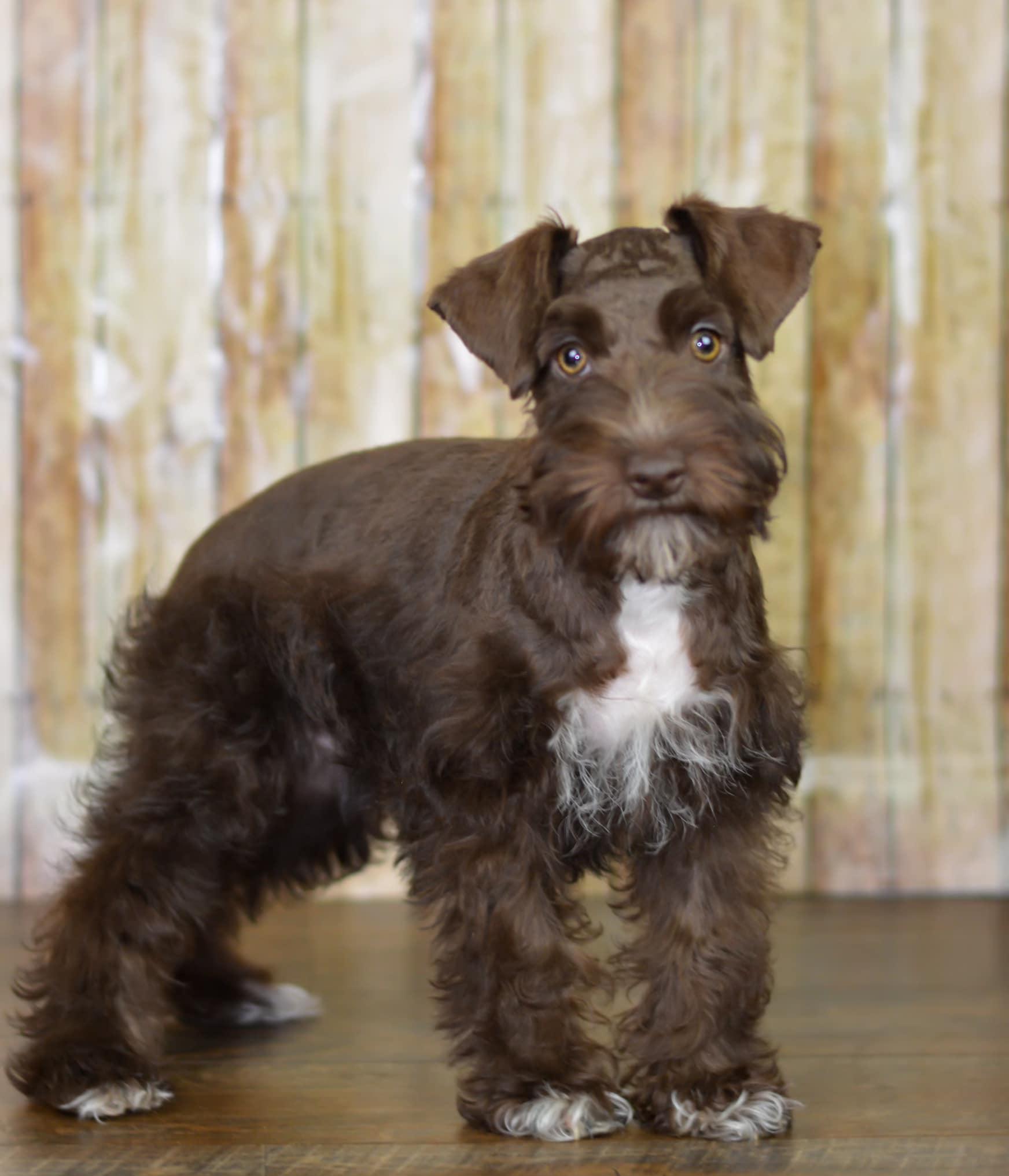 Perez Miniature Schnauzers in Texas | Miniature Schnauzer puppies ...