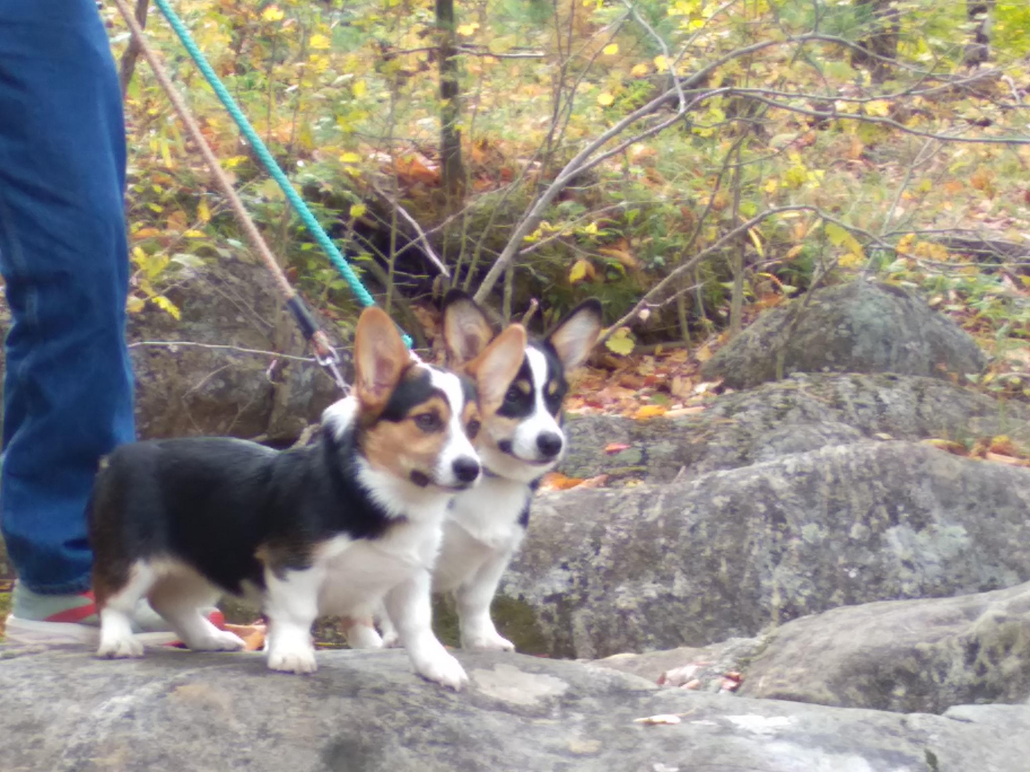 Black River Kennels in New York | Pembroke Welsh Corgi puppies | Good Dog