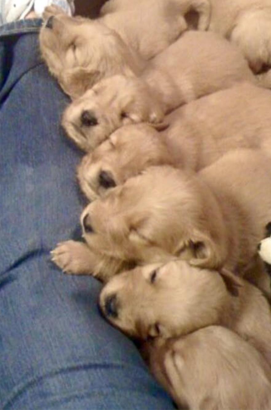 Jen's Golden Retrievers in Michigan | Golden Retriever puppies | Good Dog