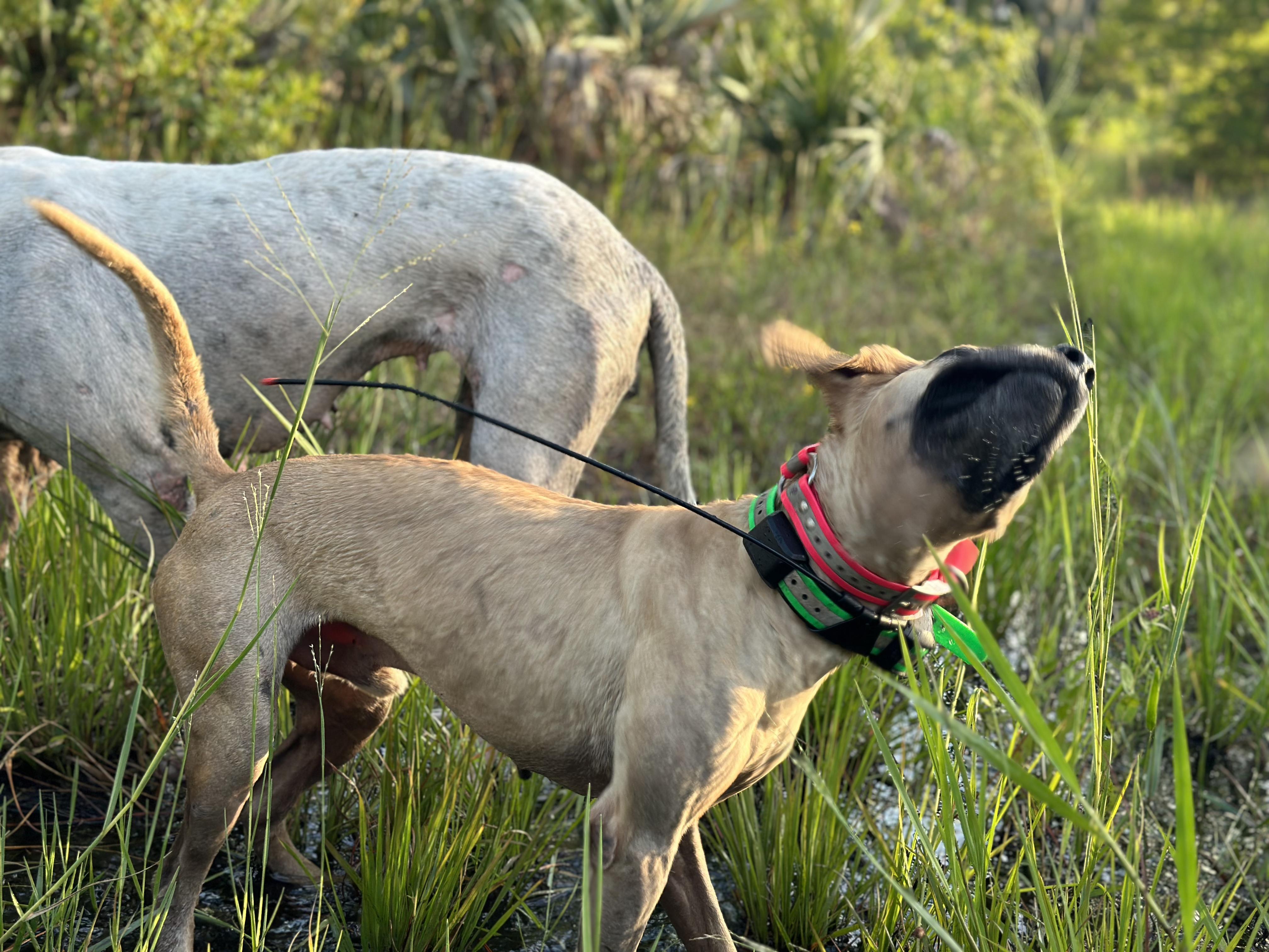 Tightline in Florida | Black Mouth Cur puppies | Good Dog