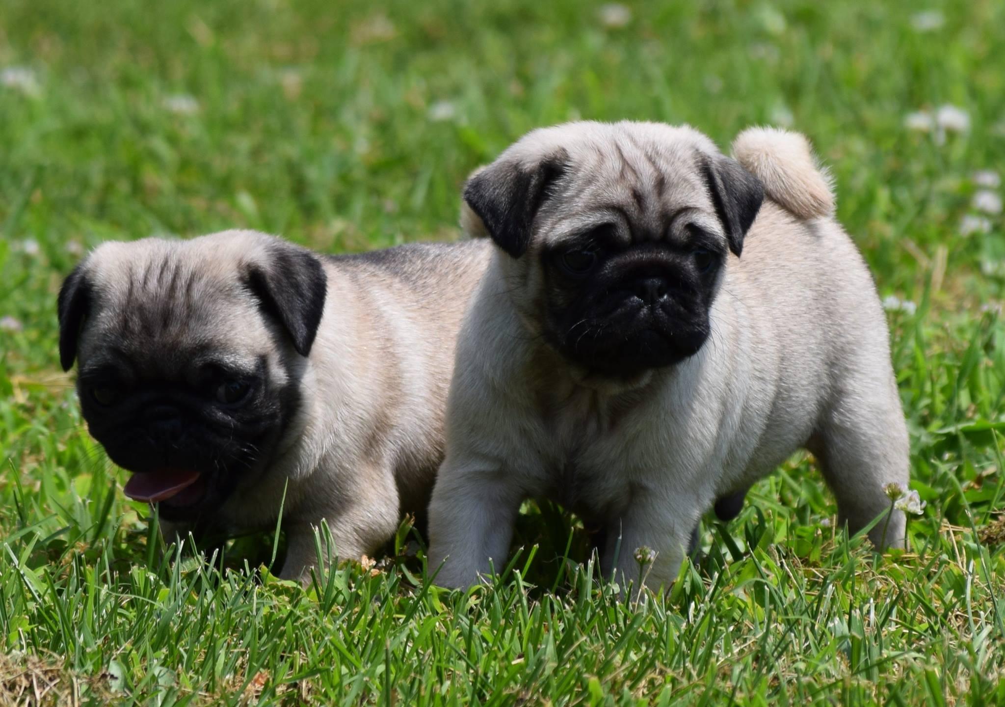 Pugs in the Country in Kansas | Pug puppies | Good Dog