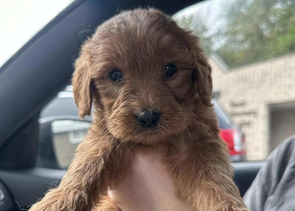 Gingers pups in New York | Goldendoodle puppies | Good Dog