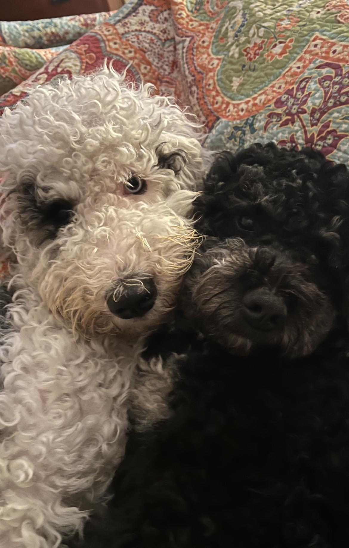 Dorsch's Doodles in Indiana | Bernedoodle puppies | Good Dog