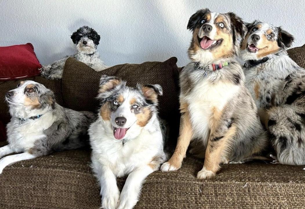 Sassy Pants Pups in Colorado | Aussiedoodle puppies | Good Dog