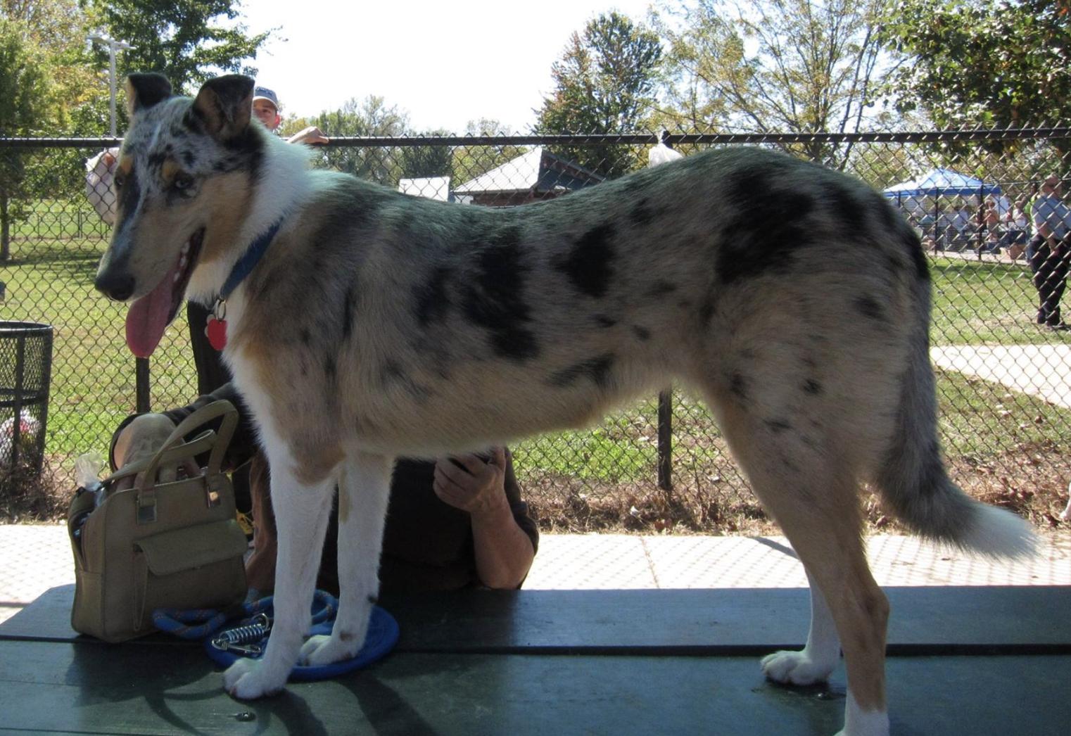 Ton Mohr Collies in Missouri | Collie puppies | Good Dog