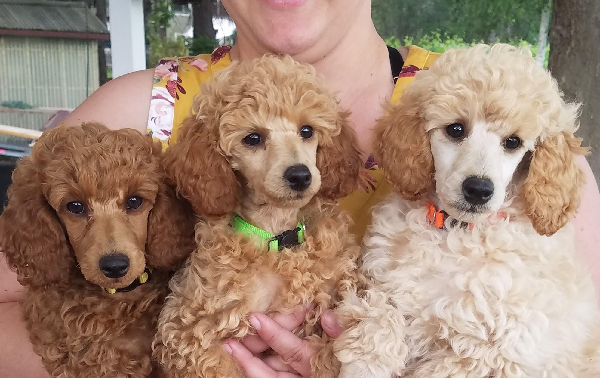 Liberty Miniature Poodles in Oregon | Poodle puppies | Good Dog
