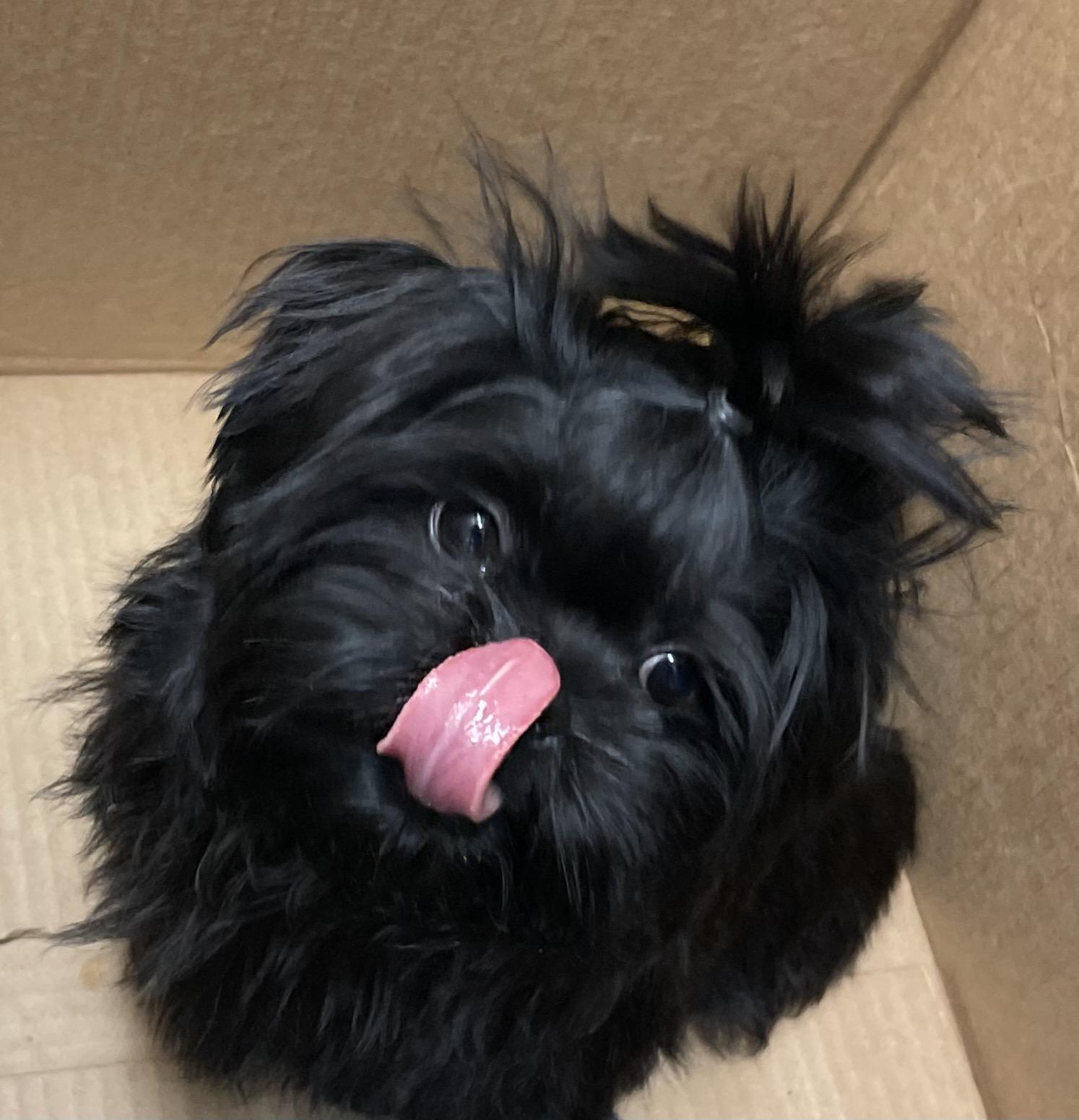 Eunice's Shih Tzu in California | Shih Tzu puppies | Good Dog