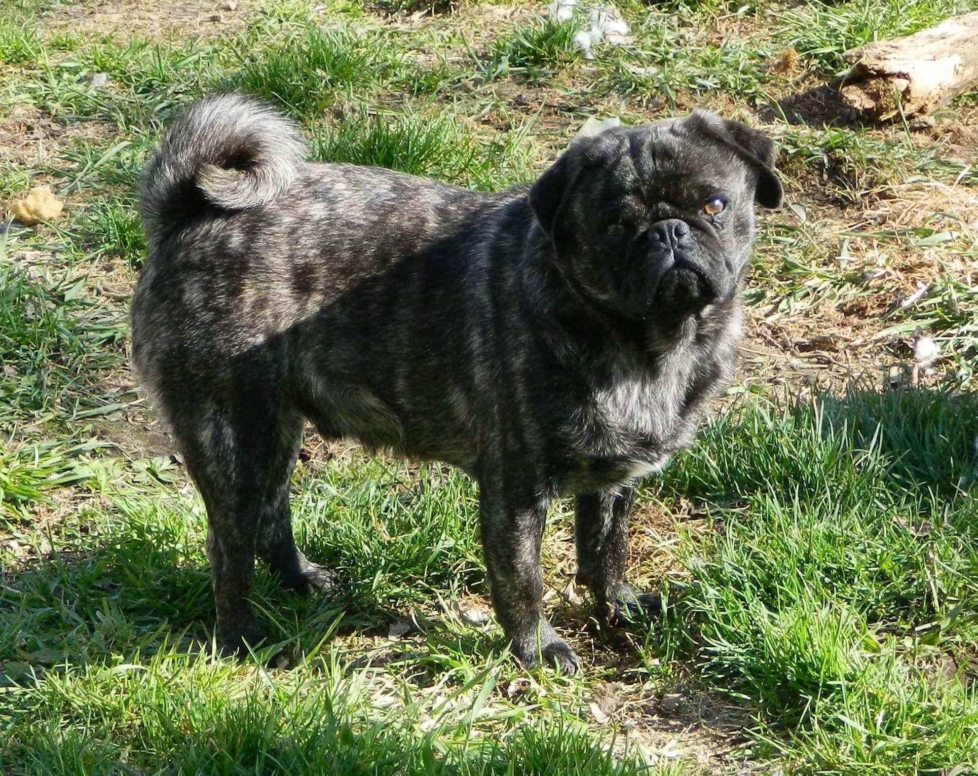 Braidi's Pugs in Wisconsin | Pug puppies | Good Dog