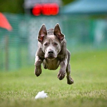 Nicole Mueller's Dilute Retrievers in Wisconsin | Dilute Retriever ...