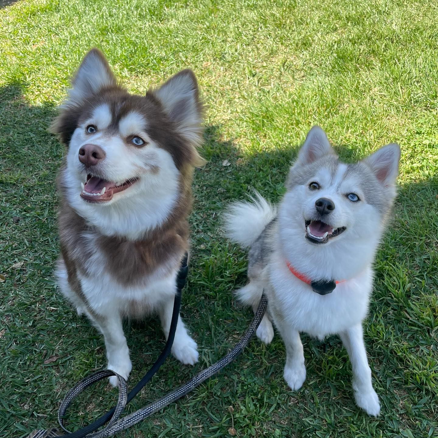 Red Cedar Pomskies in California | Pomsky puppies | Good Dog