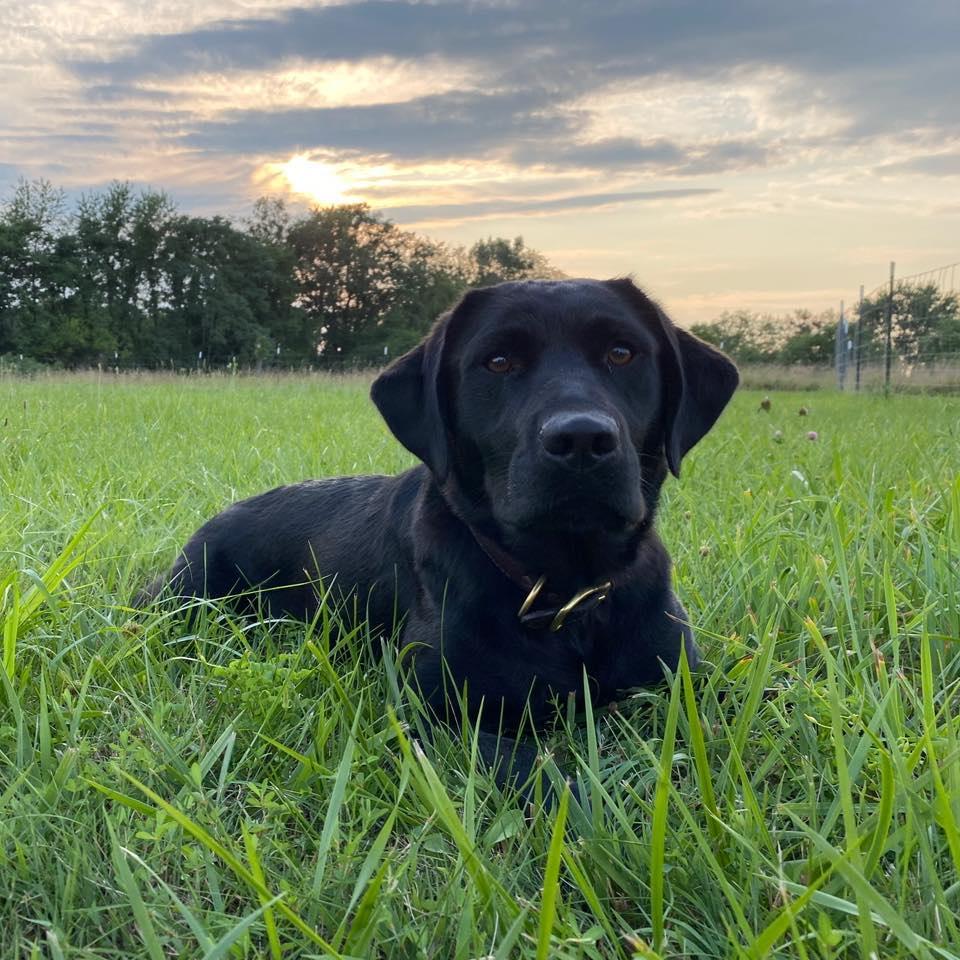 Blue Ridge Canine in Virginia | Labrador Retriever puppies | Good Dog