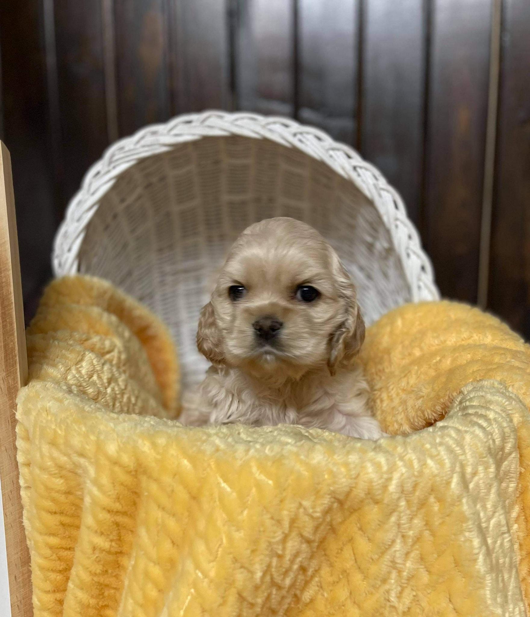 Millward's High Desert Cockers in Idaho | Cocker Spaniel puppies | Good Dog