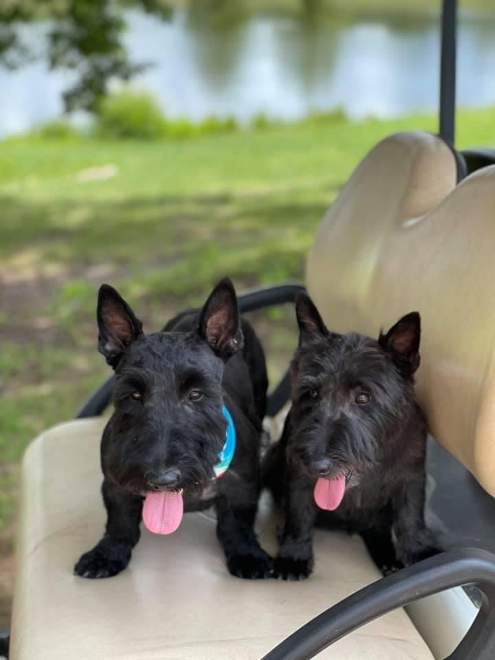 Oak Alley Farm in South Carolina | Scottish Terrier puppies | Good Dog