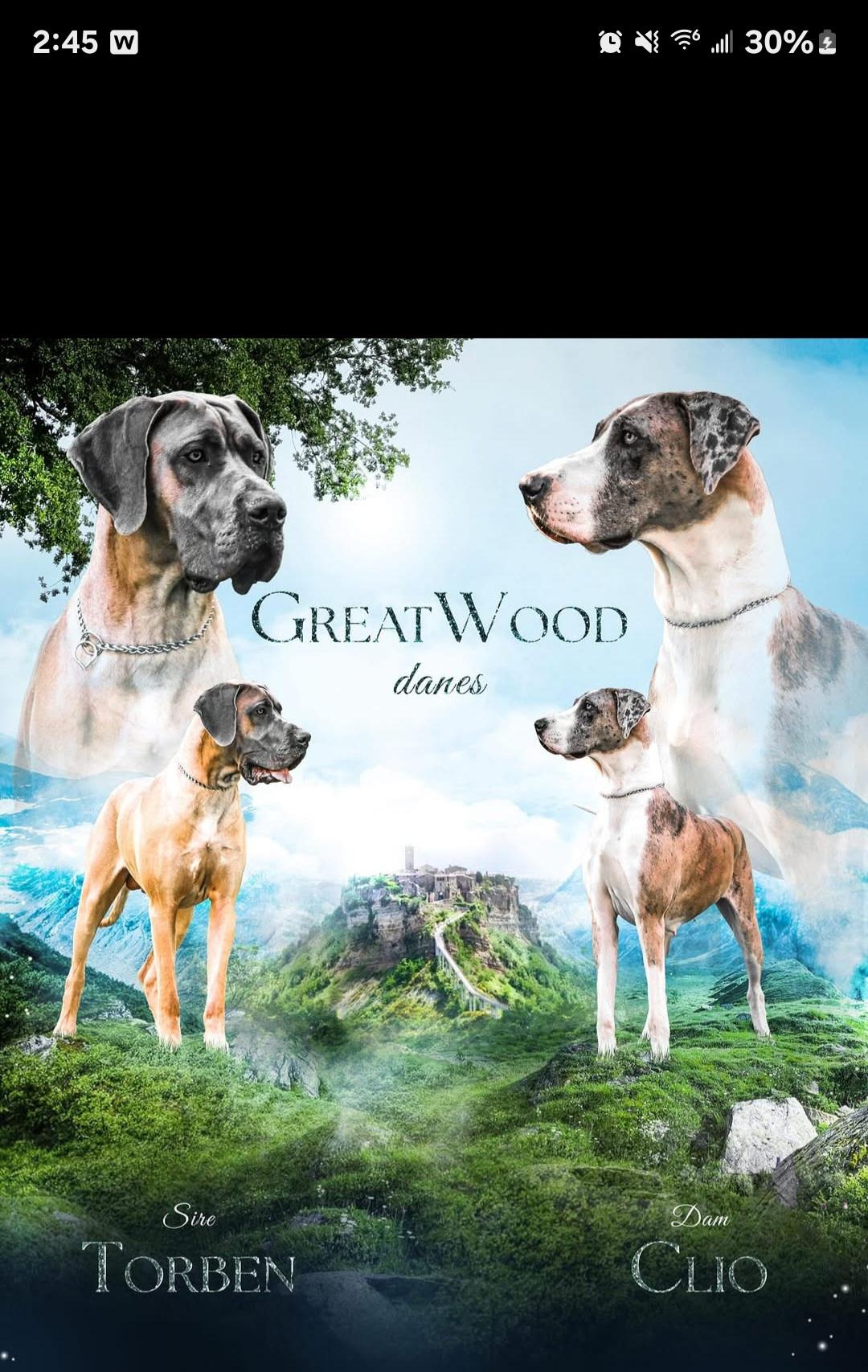 Great Wood Danes in Idaho | Great Dane puppies | Good Dog