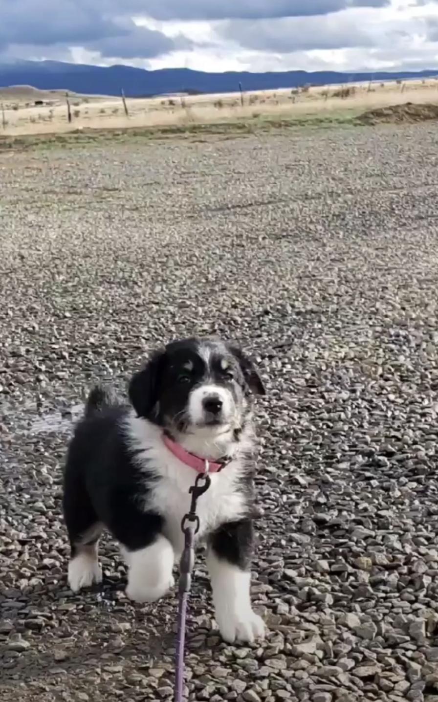 Prairie Feather Farm in Colorado | Australian Shepherd puppies | Good Dog